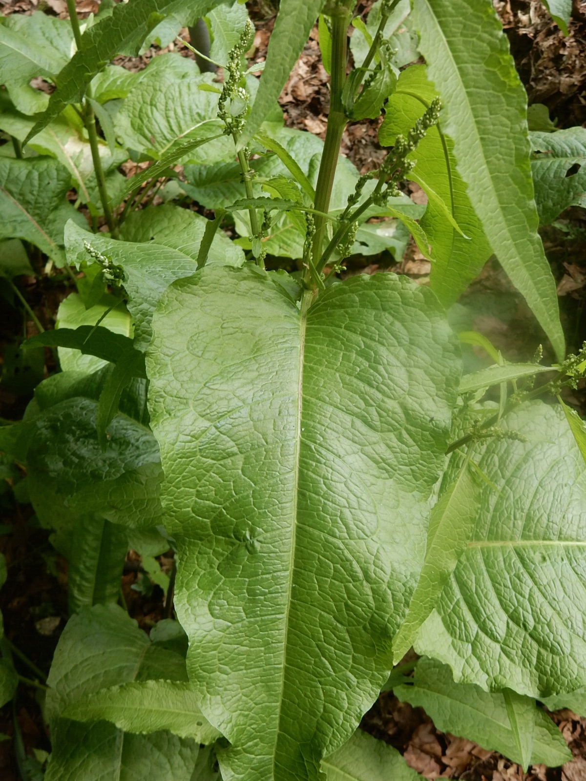 Stumpfblättriger Ampfer