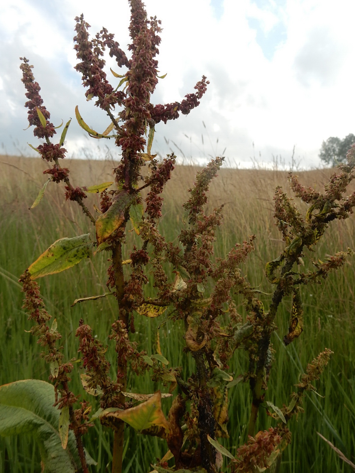 Stumpfblättriger Ampfer